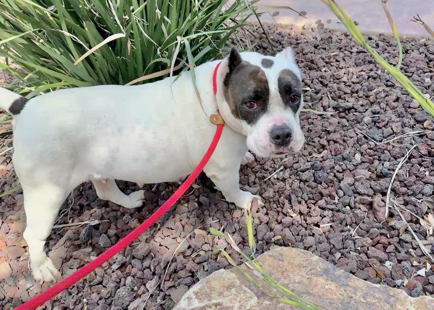 Franny the Pit Bull—A Sweet, Housebroken Girl Waiting to Find Her Forever Family ️🐾 - Rocky Kanaka