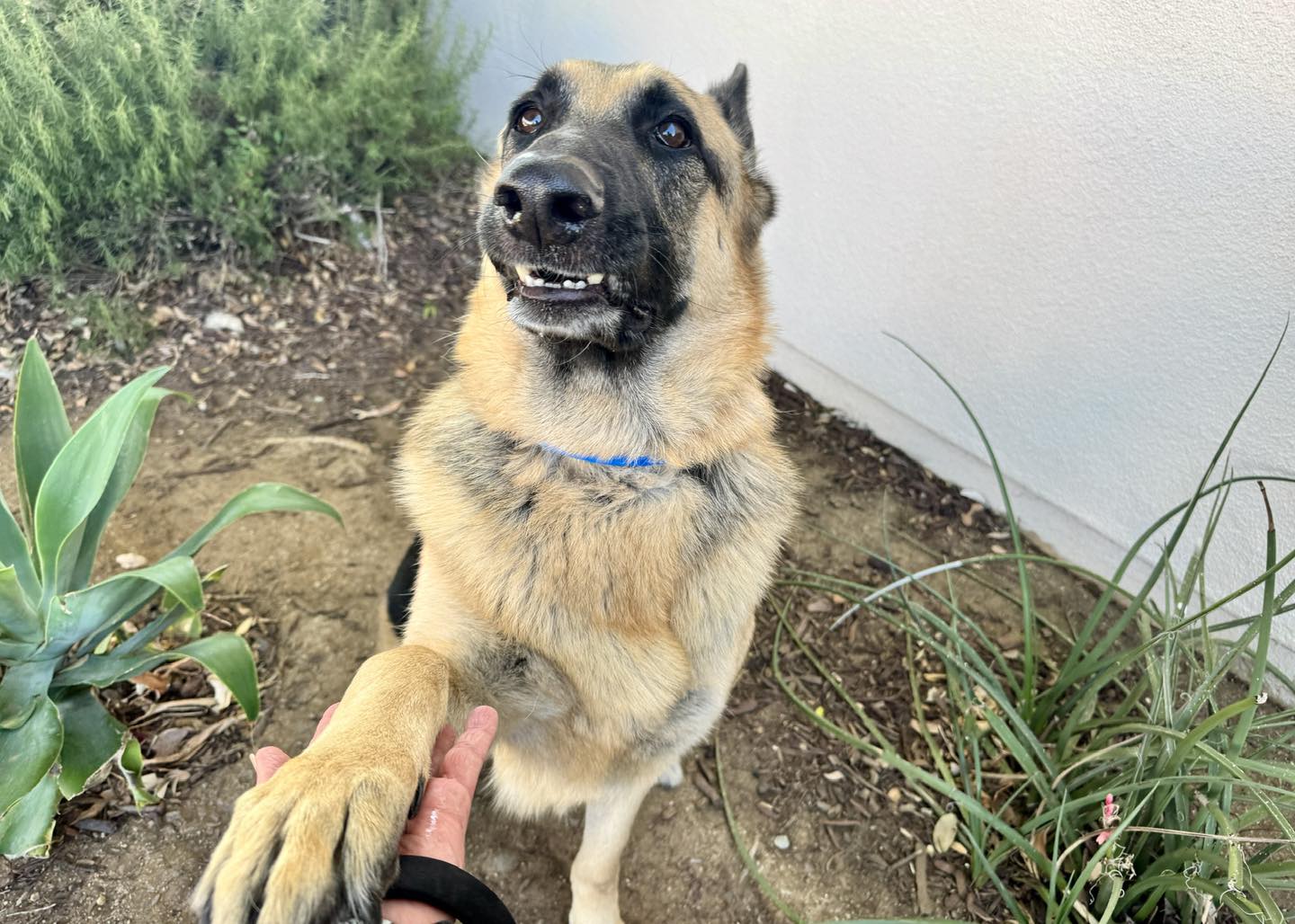 Rex, Handsome German Shepherd Surrendered by the Owner —Will You Be the One to Take Him Home ...