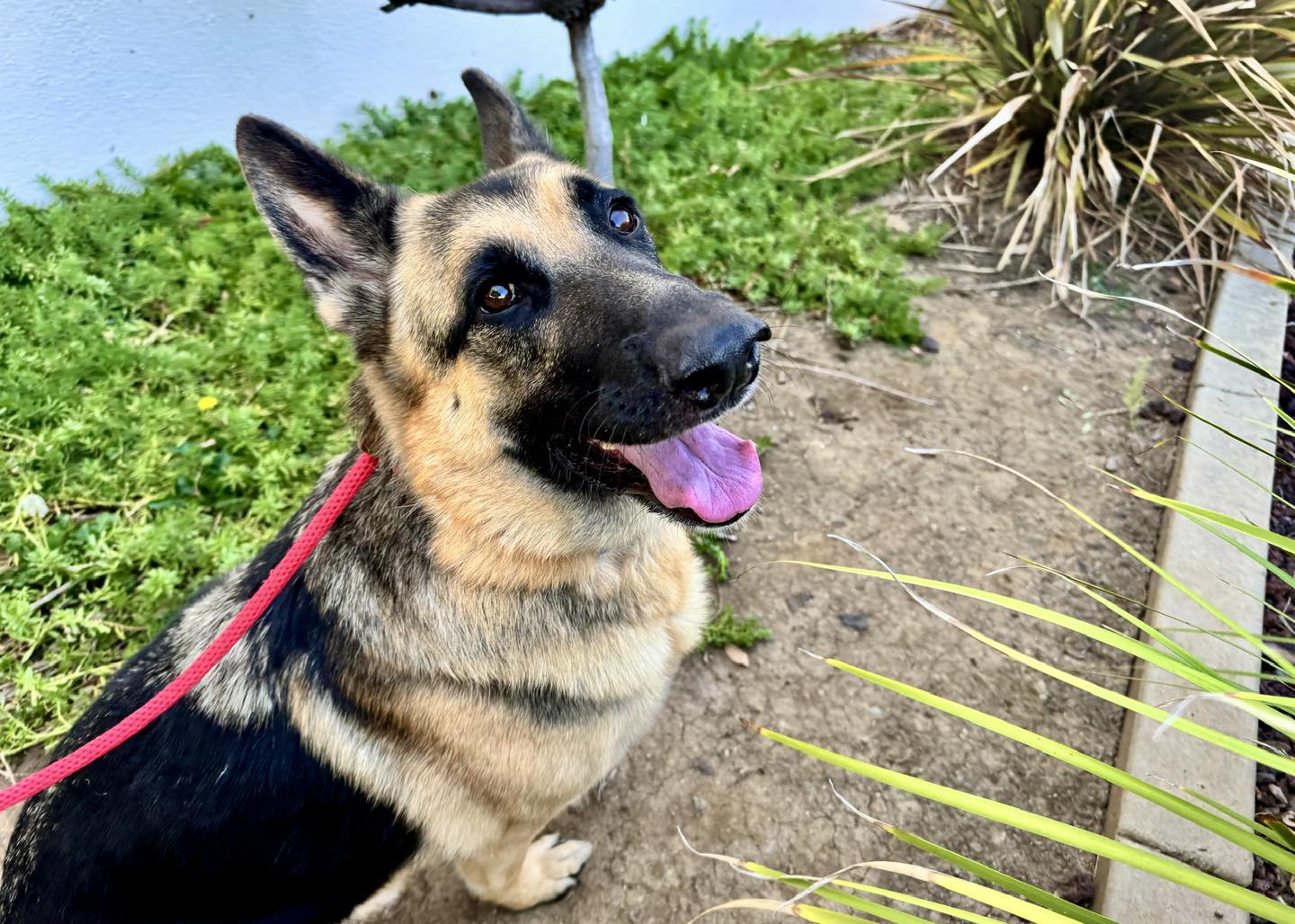 Rex, Handsome German Shepherd Surrendered by the Owner —Will You Be the One to Take Him Home ...