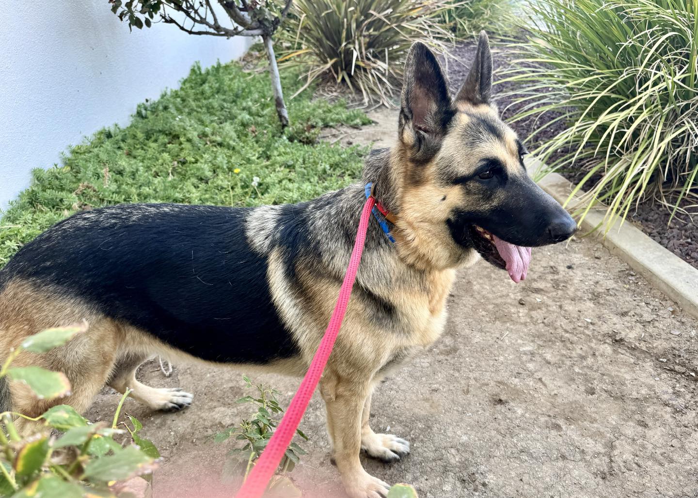Rex, Handsome German Shepherd Surrendered by the Owner —Will You Be the One to Take Him Home ...