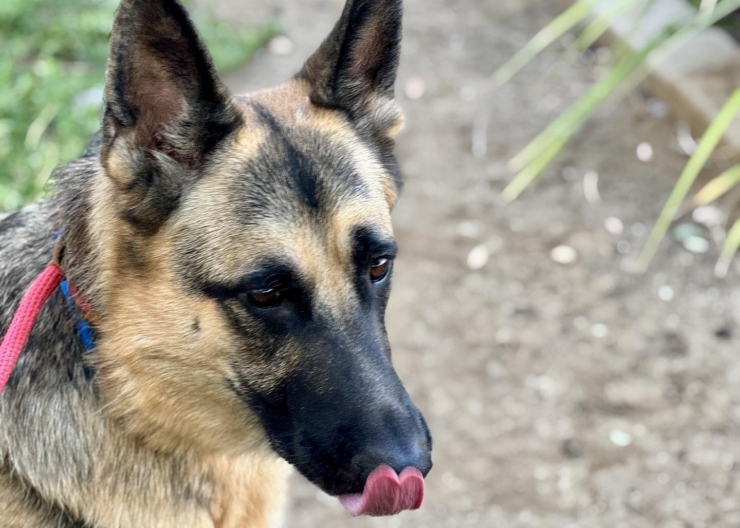 Rex, Handsome German Shepherd Surrendered by the Owner —Will You Be the One to Take Him Home ...