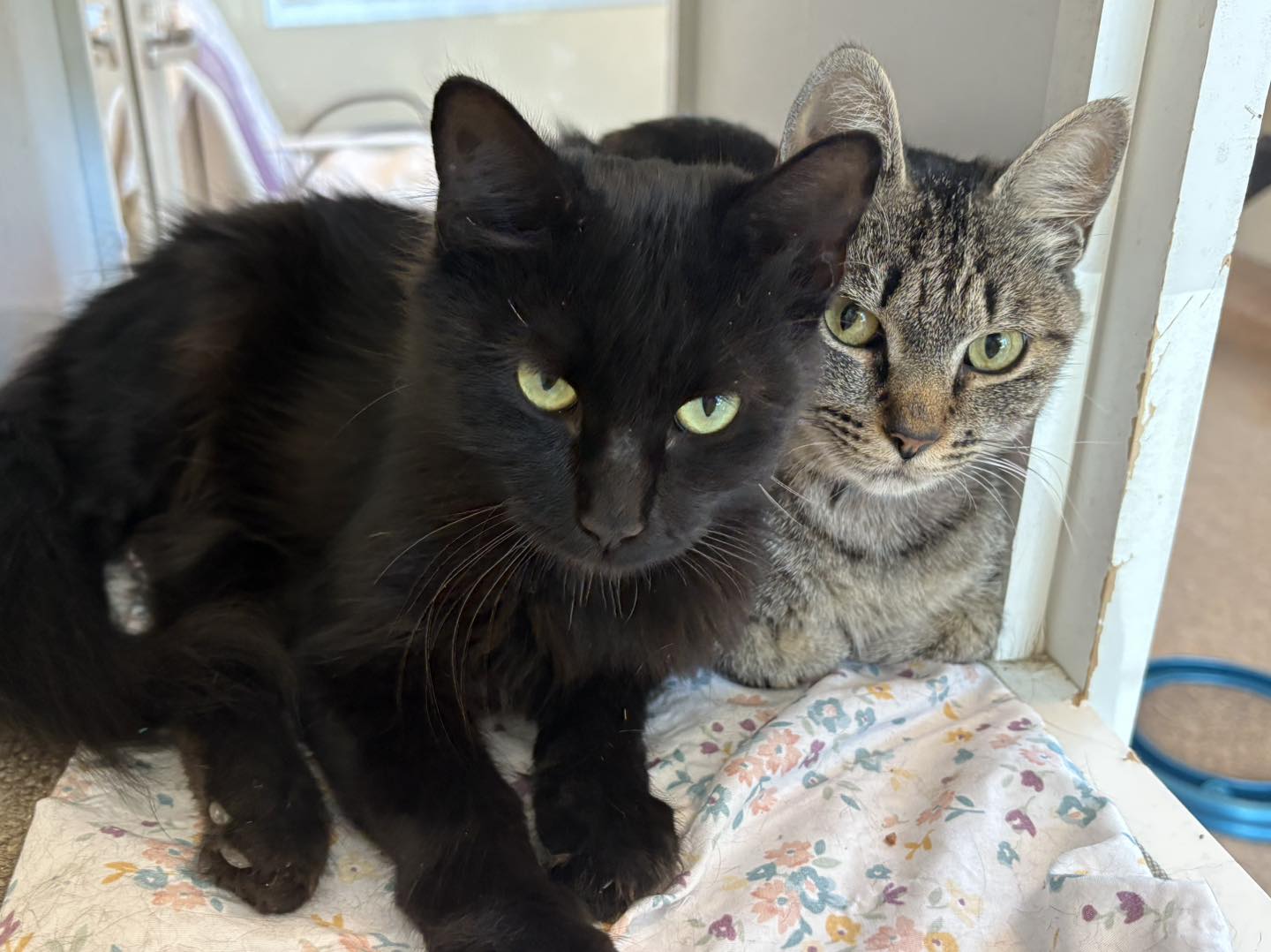 Tabitha & Artemis the Tabby Companions, Shelter Besties — Will You Give ...