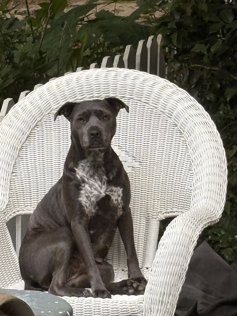 Sweetie the Bully Mix — Rescued from the Streets and Ready for Her ...