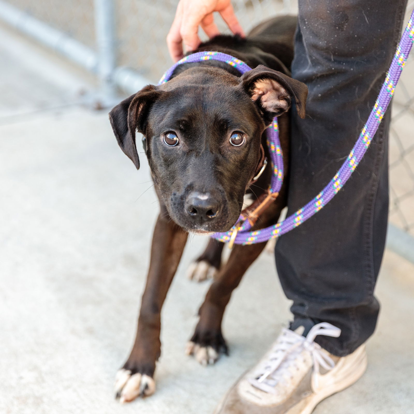 angles the Pittie Mix – Found as a Stray and Ready to Find Her Forever ...