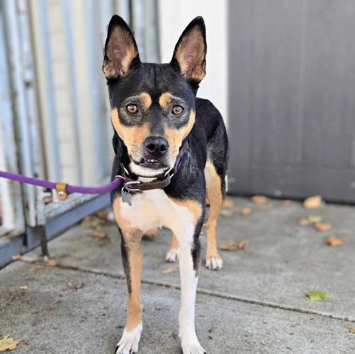 Haley, A Mixed Breed Gentle Girl with an Underbite Ready for Her Next ...