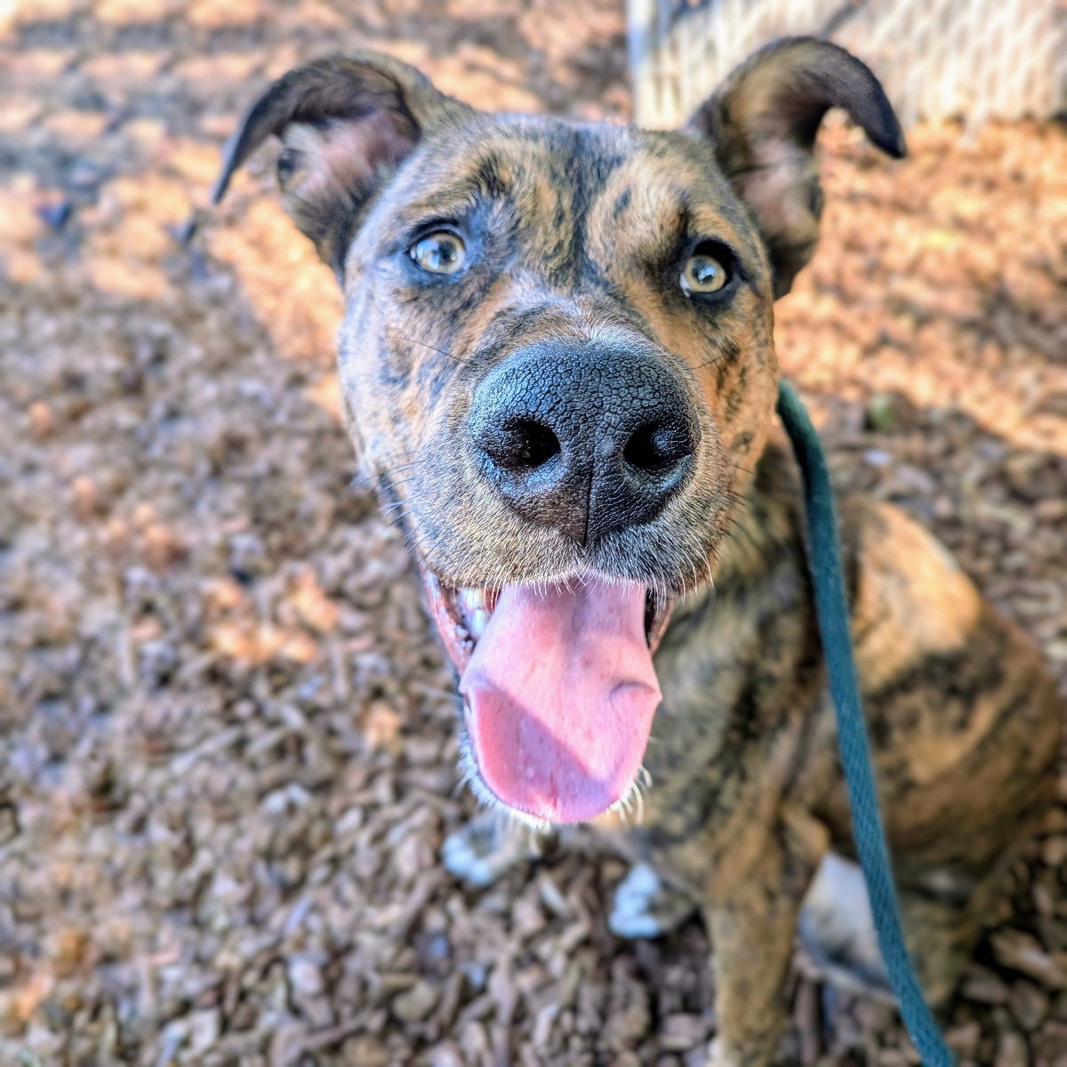 Cypress the Brindle Mix Breed — The Sweet, Cuddly Boy Ready to Be Your ...