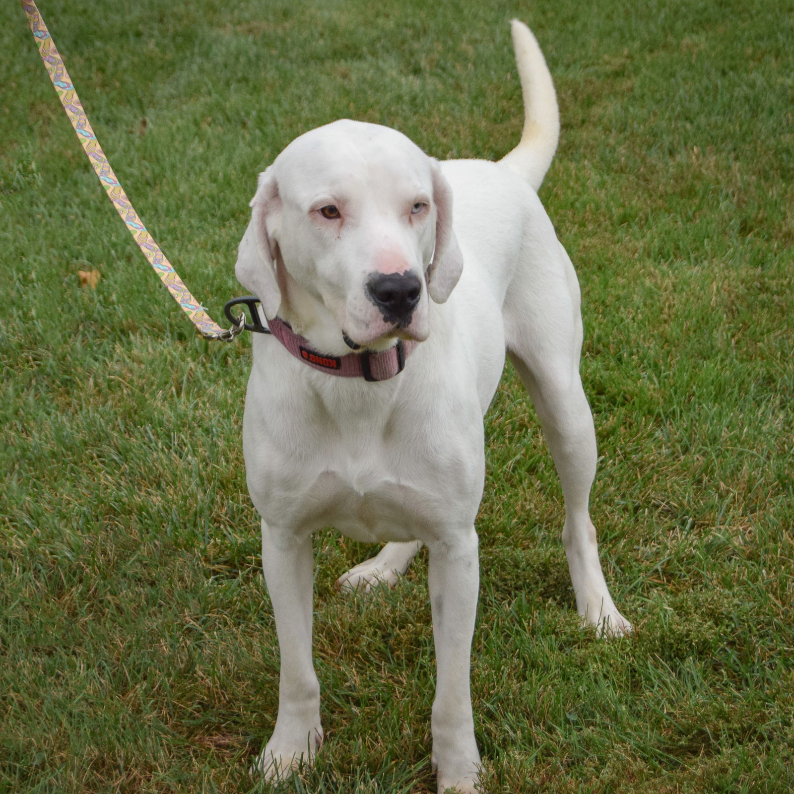 Sugar the Yellow Labrador Retriever Mix — A Deaf Sweetheart Ready to ...