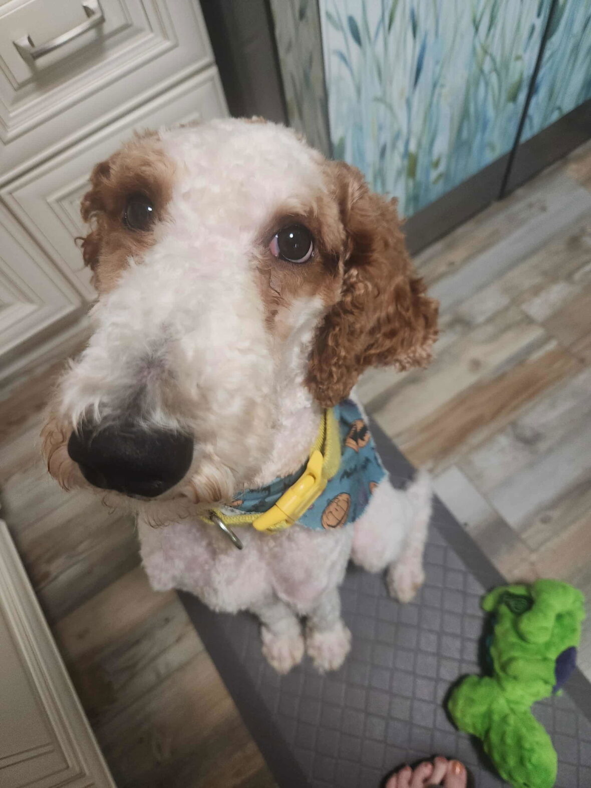 Archie the Labradoodle — Thrown Away but Still Full of Love, Ready for ...