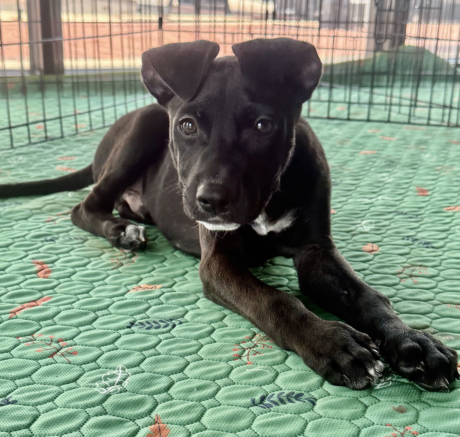 Knox the Feist Mix Pup – A Tiny Bundle of Love Looking for His Forever ...