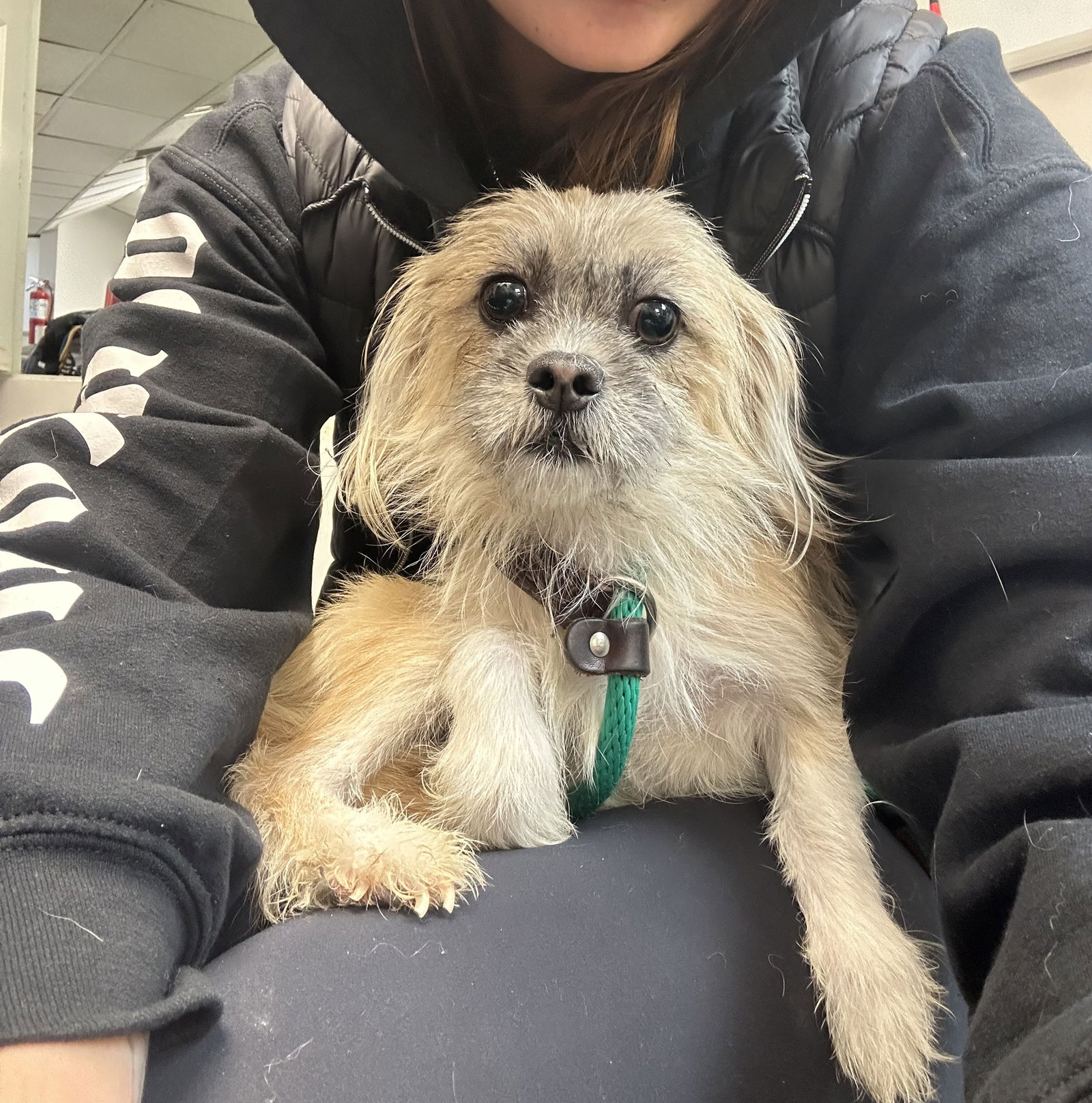 Stella the Lhasa Apso — Owner Could No Longer Care for Her, Now She’s ...