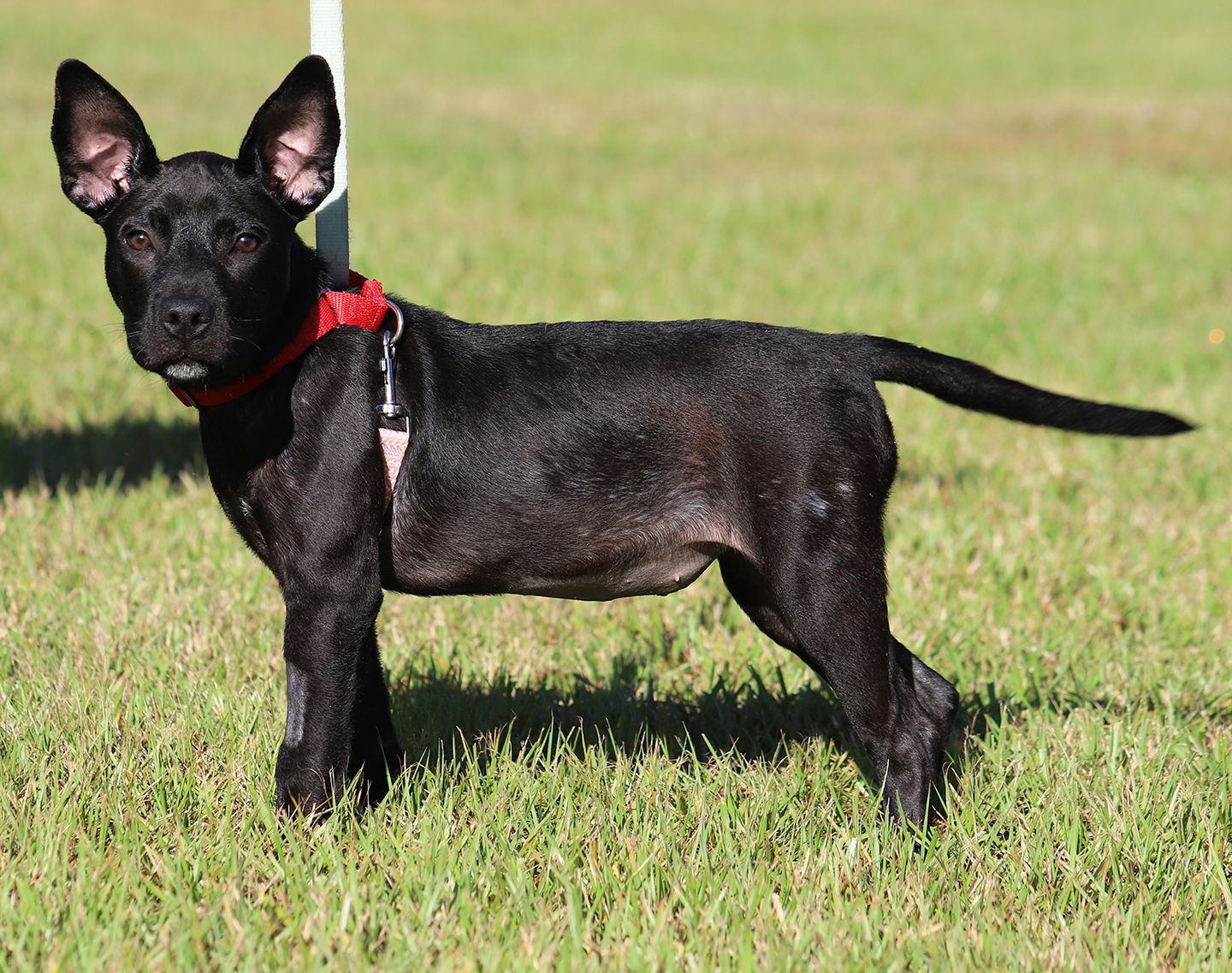 🐾 Sweet Hound Mix Godiva—One of Three LaBelle Pups Ready to Find Her ...