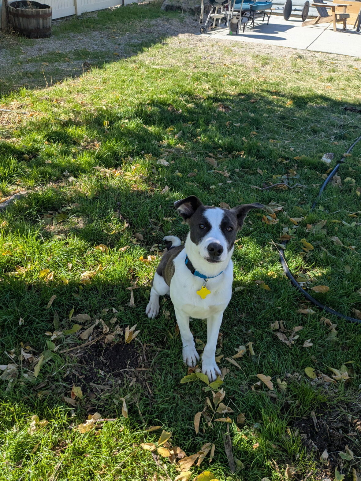 Meet Ruth Bader Cuddlesburg — The Border Collie Mix Supreme Cuddler ...