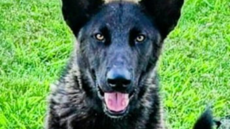 Black Jack the Shepherd Mix — From Stray to Superstar, Ready for His ...