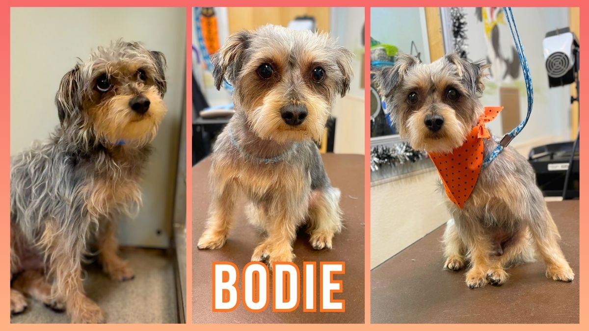 Bodie the Terrier - Rocky Kanaka