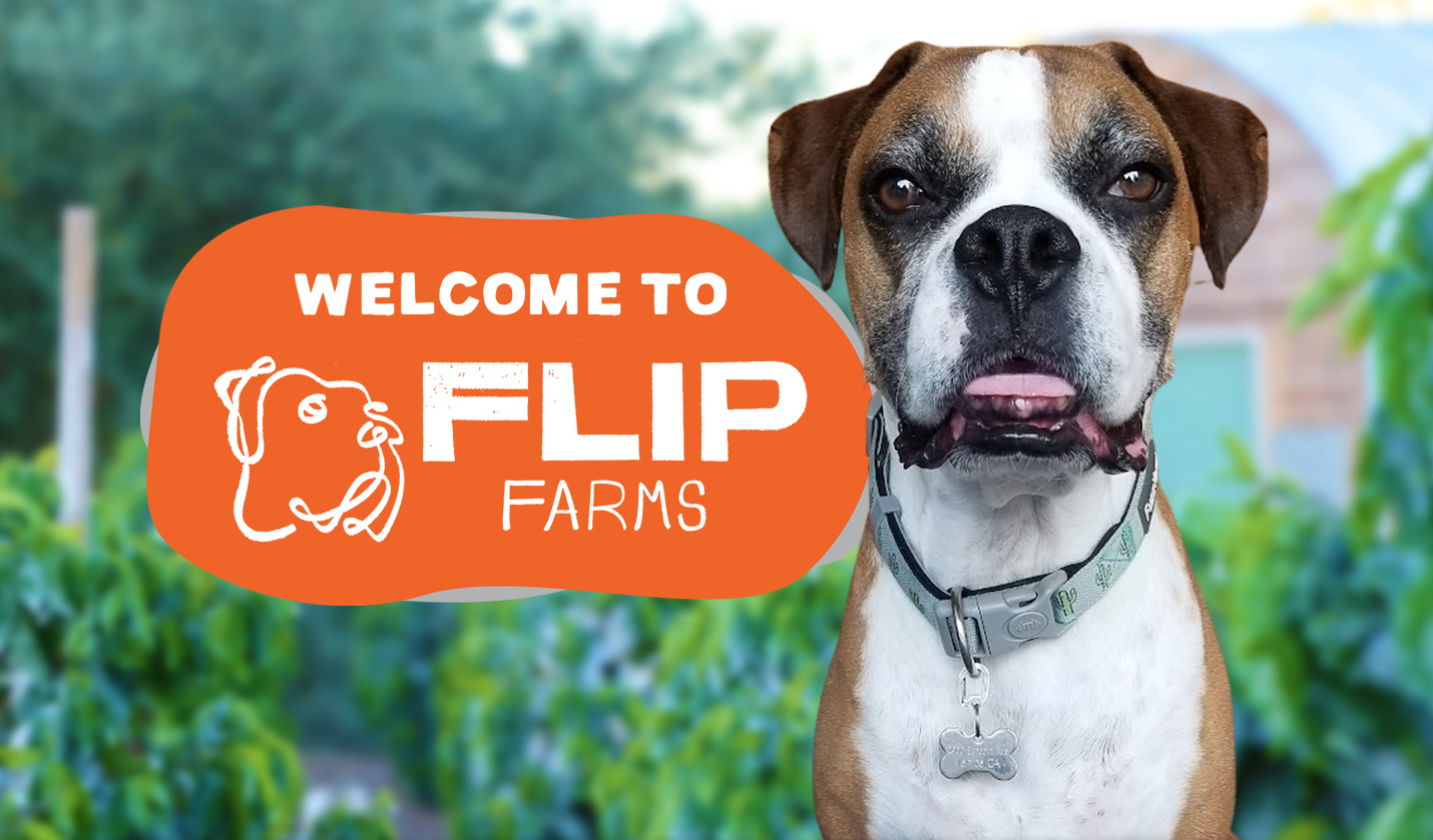 Flip Farms - Rocky Kanaka