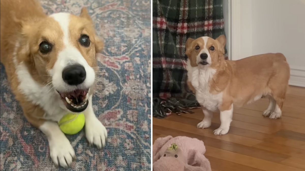 Tears Flow as Sweet Corgi Tries to Bark But Can’t Make a Sound - Rocky ...