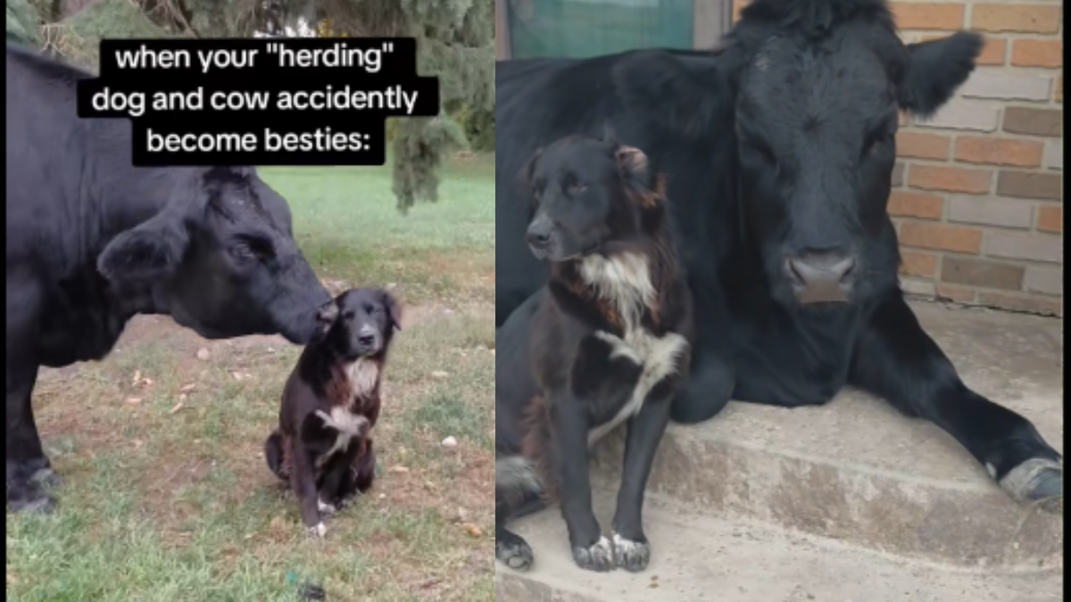 Border Collie Was Supposed to Herd This Cow, Instead He Fell in Love ...