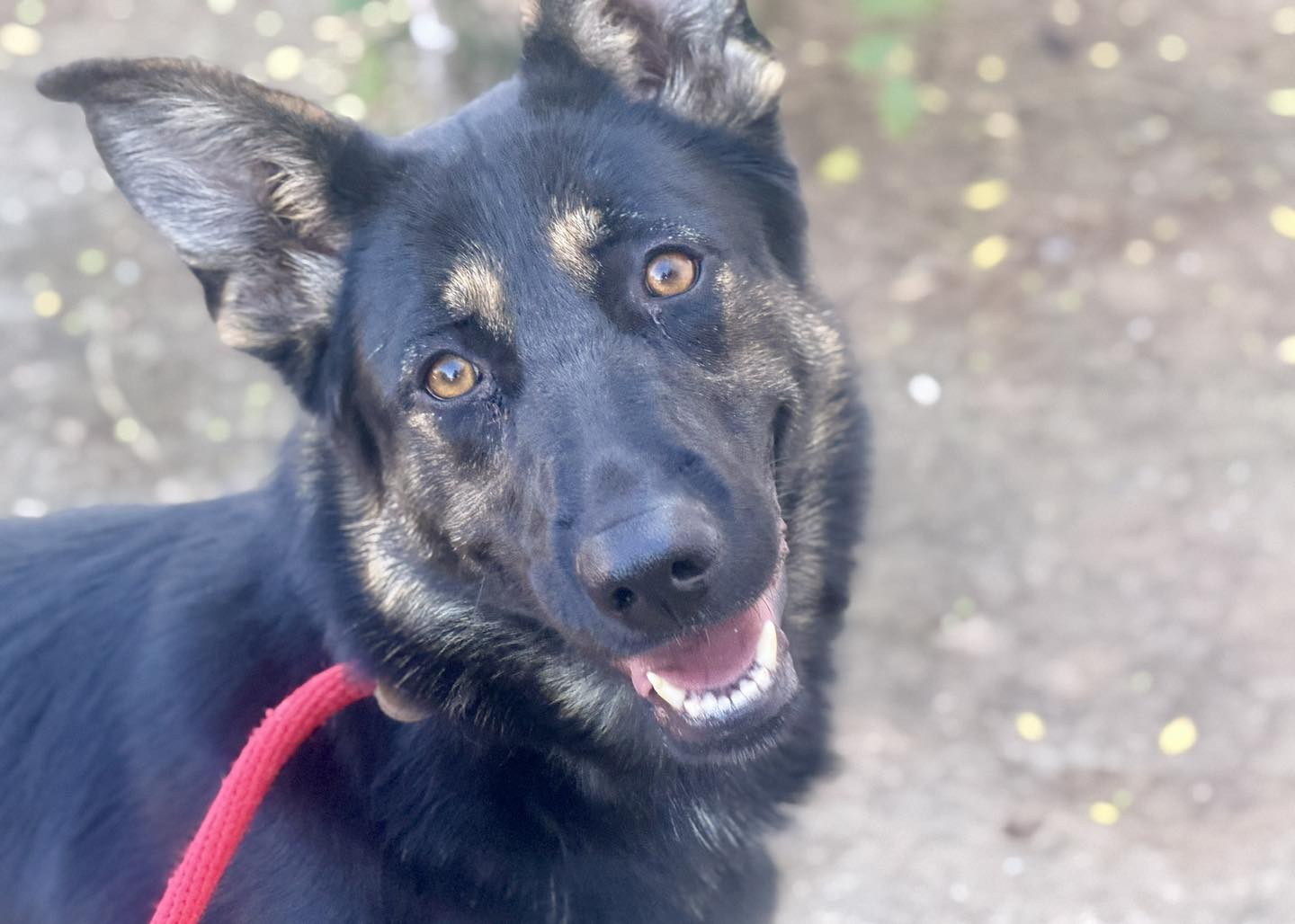 Sweet Shepherd Annie Just Needs a Little Love to Blossom - Rocky Kanaka