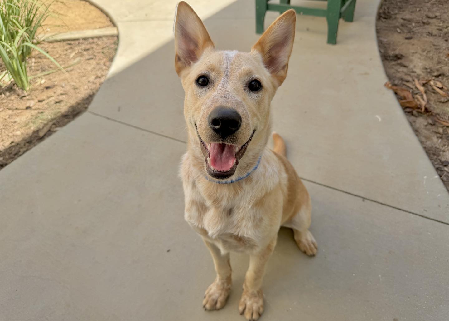 Scotty the Queensland Heeler Mix Was Found as a Stray—Now This Sweet ...