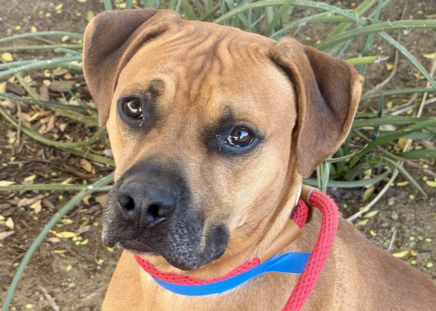Tucker the Boxer Mix — Found Wandering but Ready to Be Your 4-Leaf ...