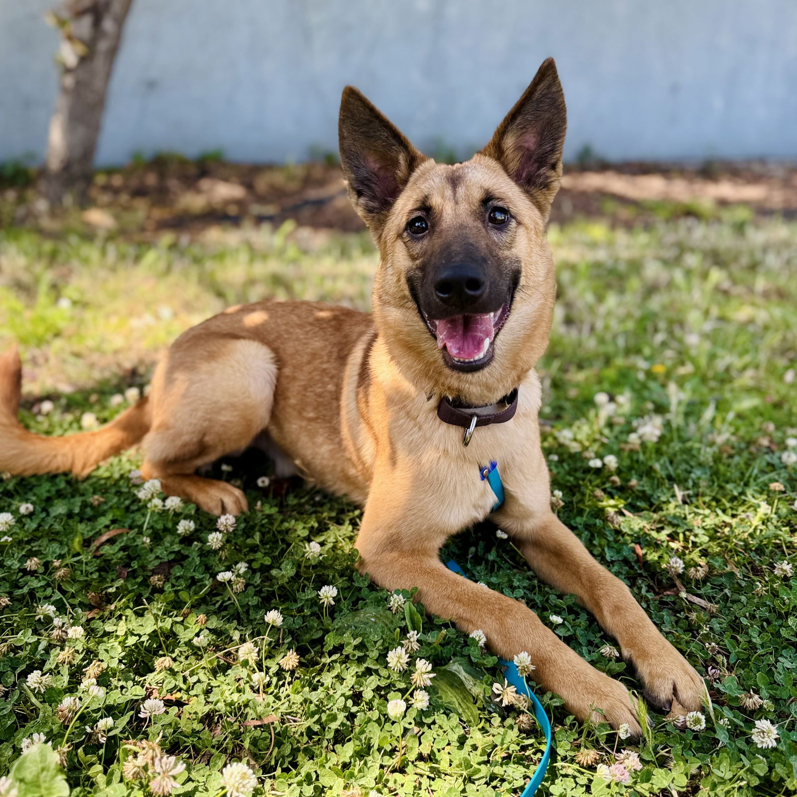 Kangaroo, A Shepherd Mix is A Gentle Volunteer Favorite Hoping for His ...
