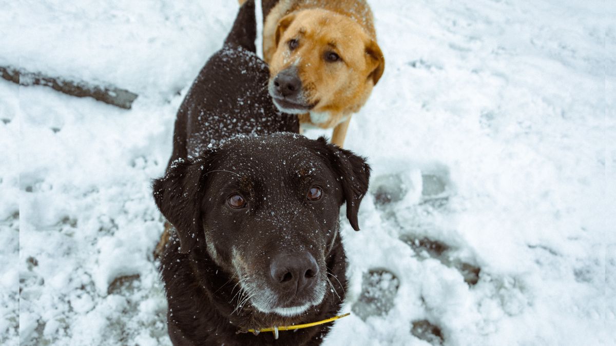 Two Family Dogs Were Shot With Arrows on a Hunting Trip. Now, the ...