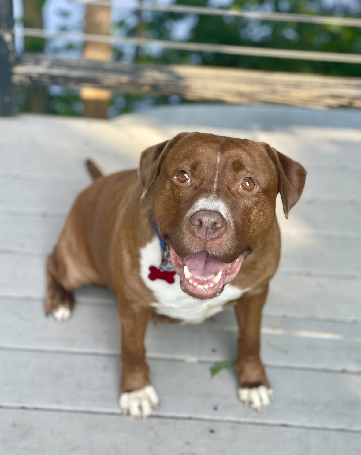Wemberly, 3-Year-Old Ginger Beauty — Adventure-Loving, Well-Trained Pup ...