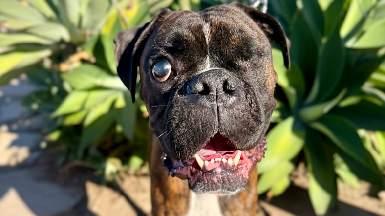 Ford the Boxer Lost His Sight but Not His Spirit—Ready for a Loving ...