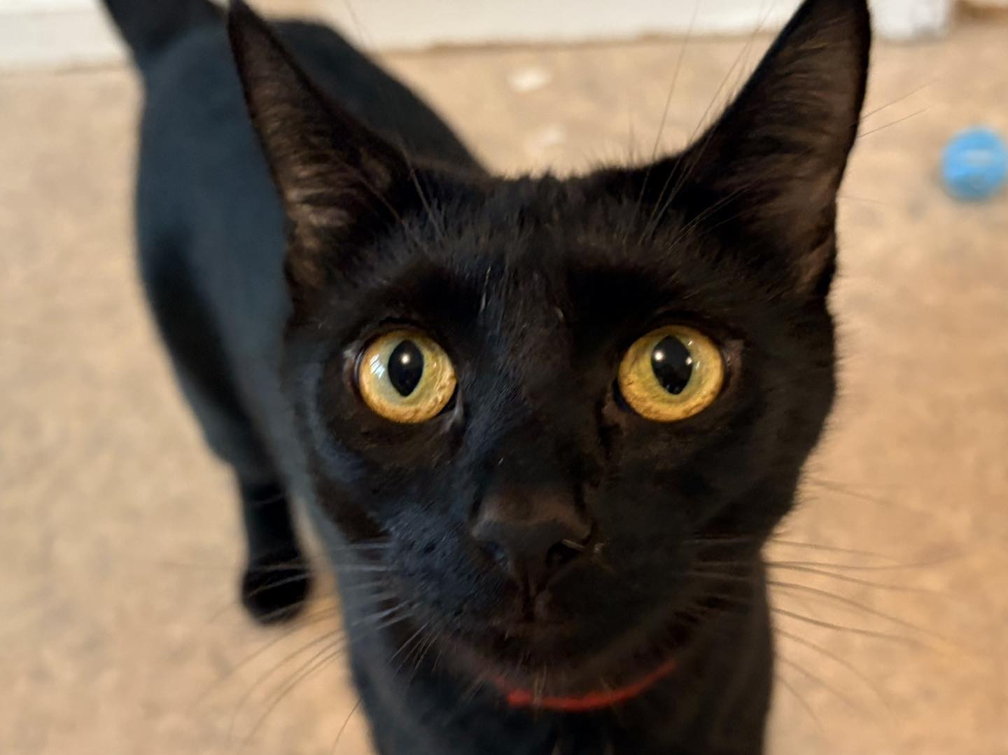 Alice the Stunning Black Beauty—Your Gentle and Affectionate Companion ...