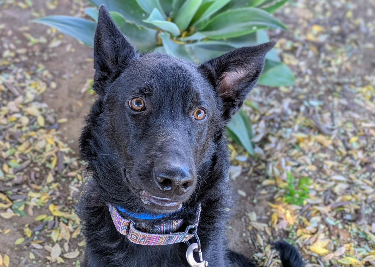 Chester the Shepherd/Lab Mix — Found as a Stray and Ready to Find His ...