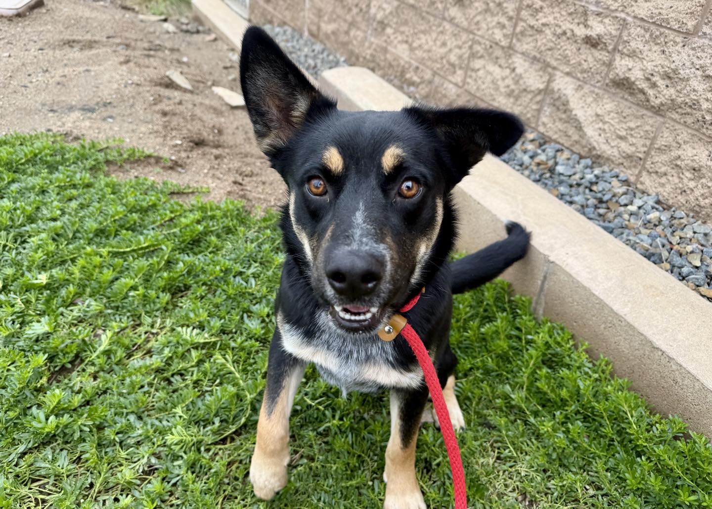 Floppy, The Sweet, Floppy-Eared Shepherd Mix Ready to Be Your Adventure ...