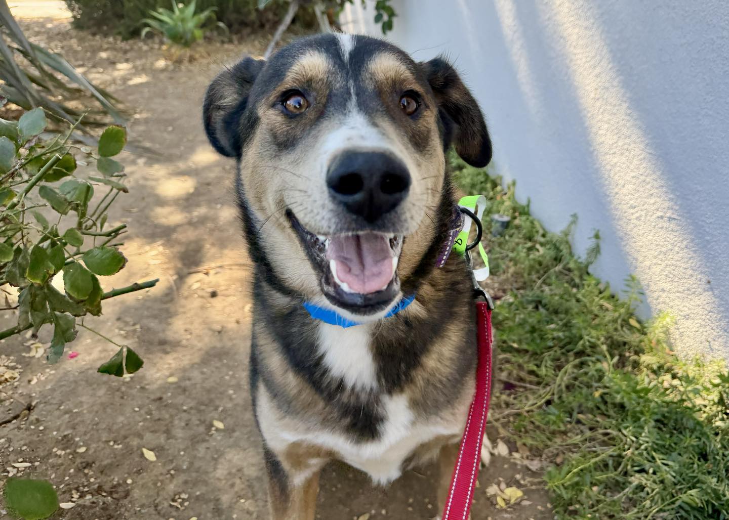 Hunter the Happy Husky Mix—Ready to Bring Joy to His Forever Family ...