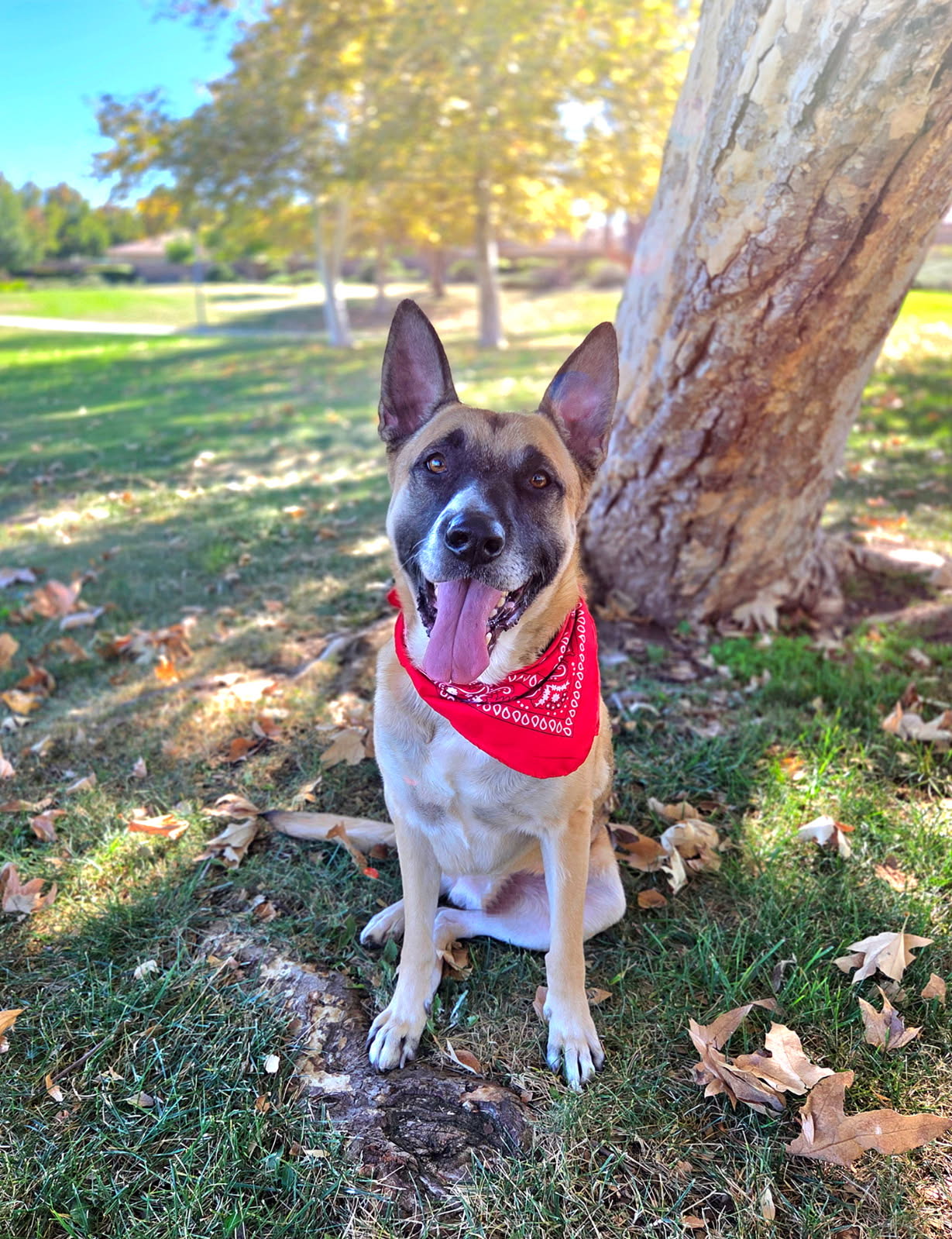 Chief, The Loyal, Easygoing Shepherd Mix is Ready to Be Your Steady ...