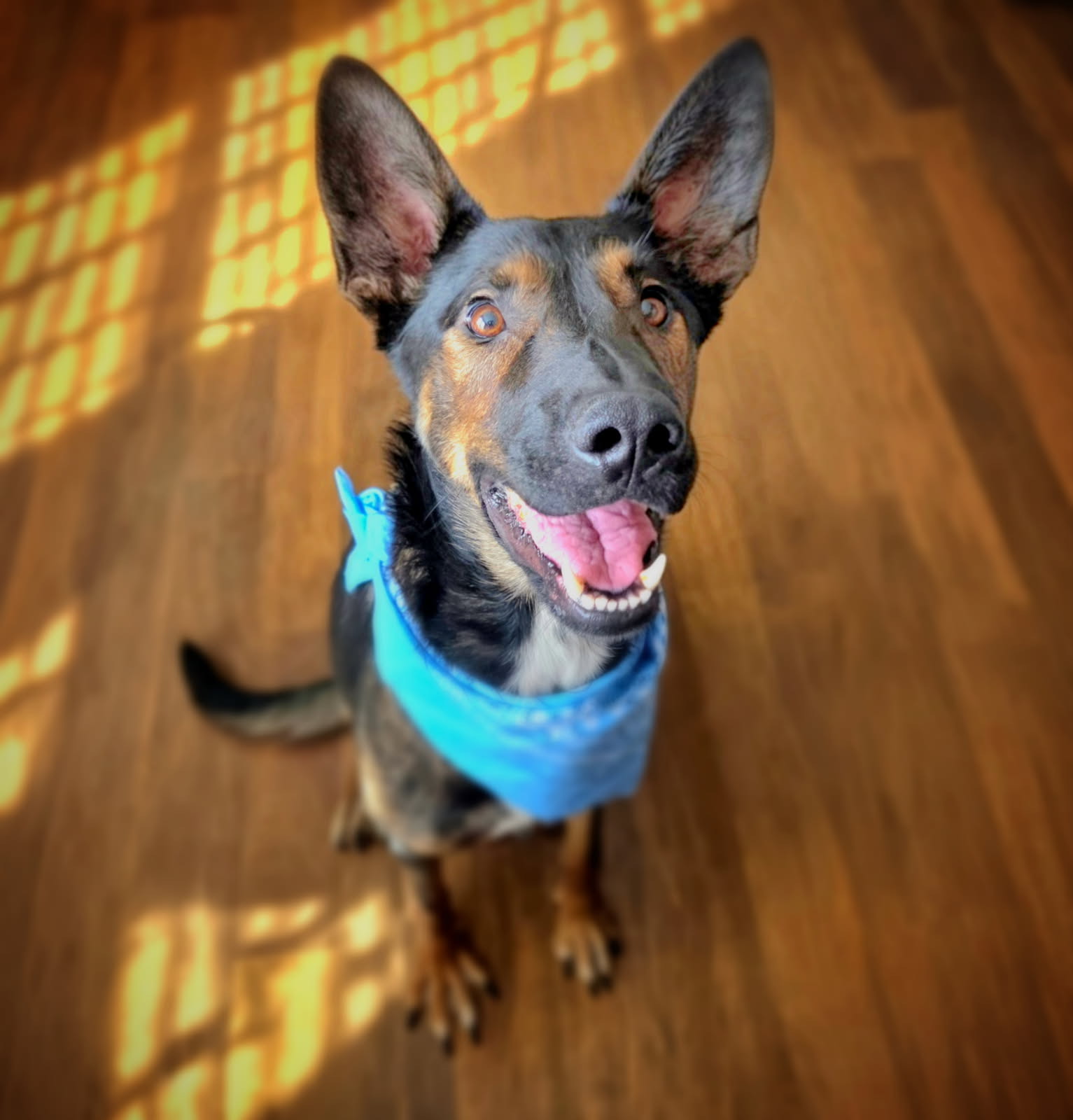 Cricket — Shepherd Mix Who Wandered with Severely Injured Leg ...