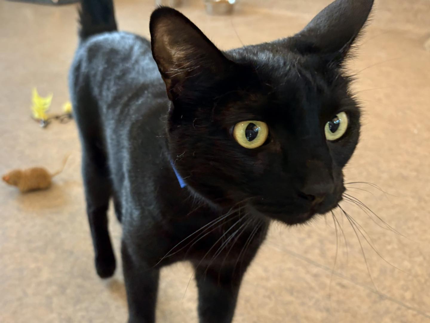 Meatloaf — The Gentle Black Beauty With a Heart as Soft as His Name 🖤🍞 ...