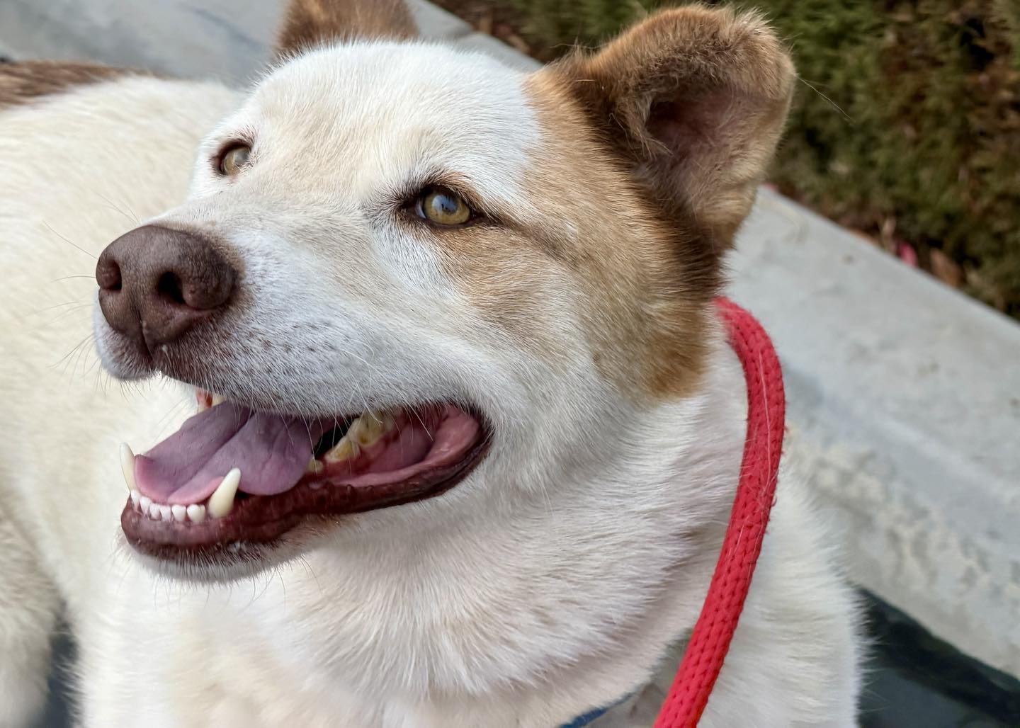 Midas, The Gentle Husky With a Heart of Gold, Waiting for His Forever ...