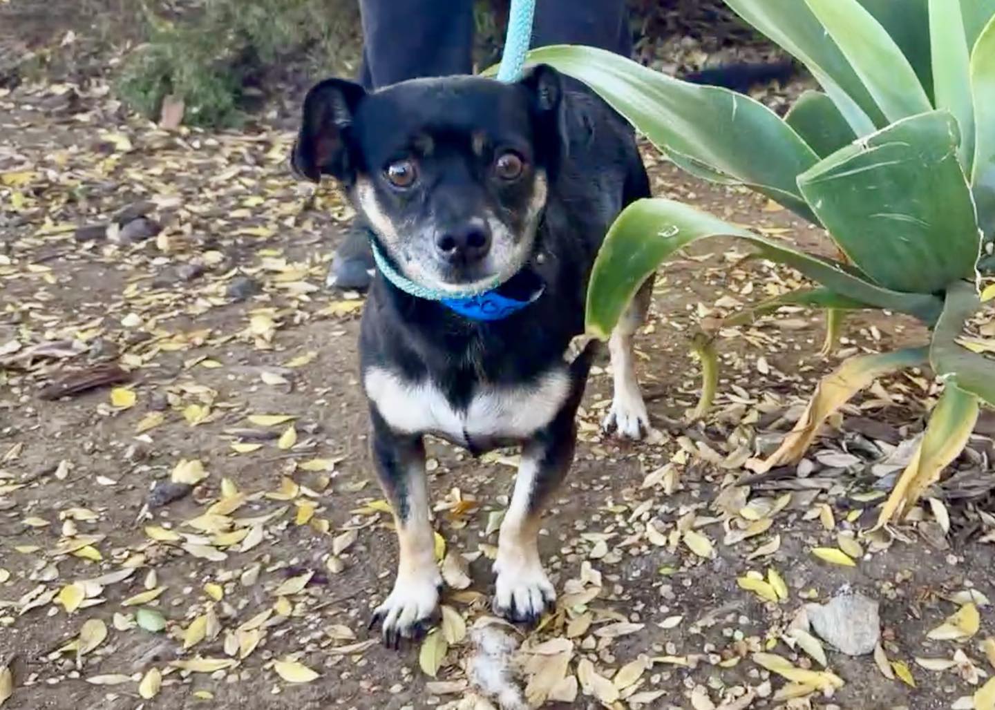 Paco, Chihuahua Mix — Nervous Stray Turned Cuddlebug Ready for His ...