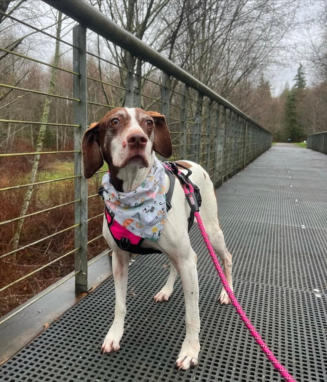 Ginger, A German Shorthaired Pointer With a Difficult Past, Ready for a ...