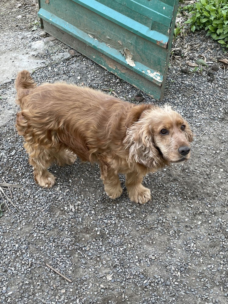 Willy, A Loyal and Loving Cocker Spaniel Mix—Could He Be Your Forever ...