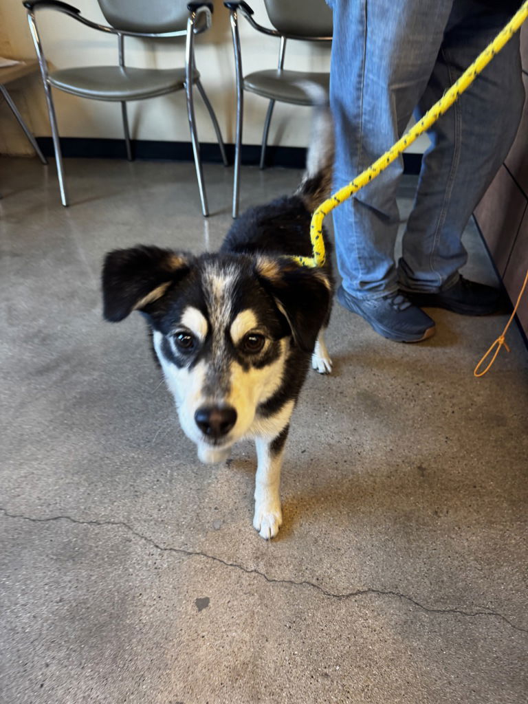 Oakley the Brave Husky Puppy — Ready to Fill Your Home with Laughter ...