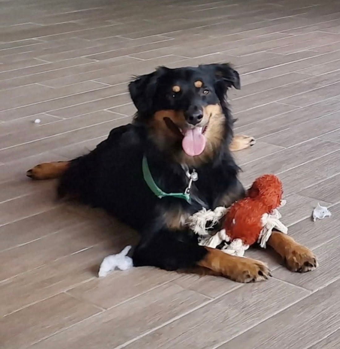 Jack Frost—An Australian Shepherd Mix is an Athletic, Smart, and ...