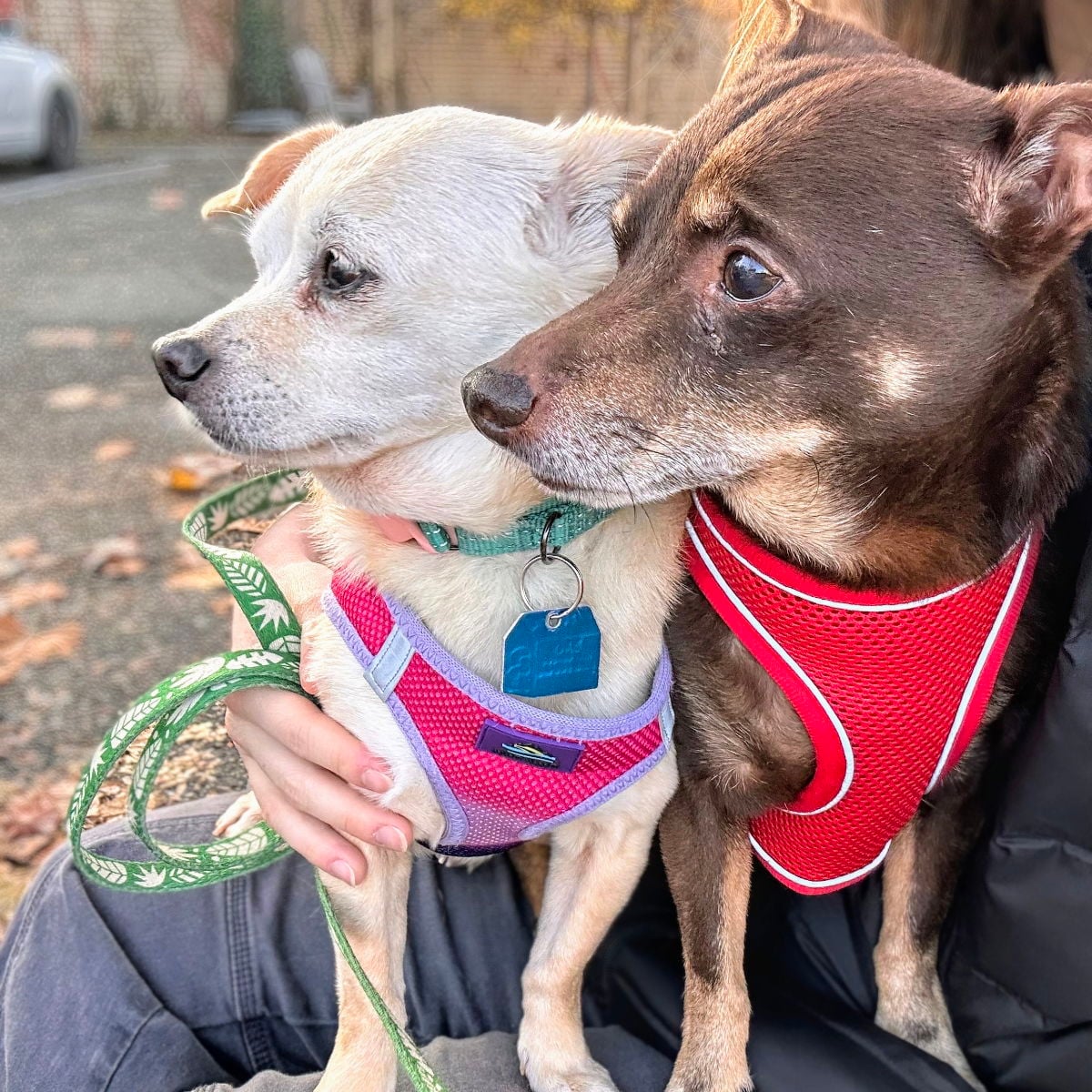 Archie & Edith, Senior Bonded Chihuahua Mix Duo Surviving Tough ...
