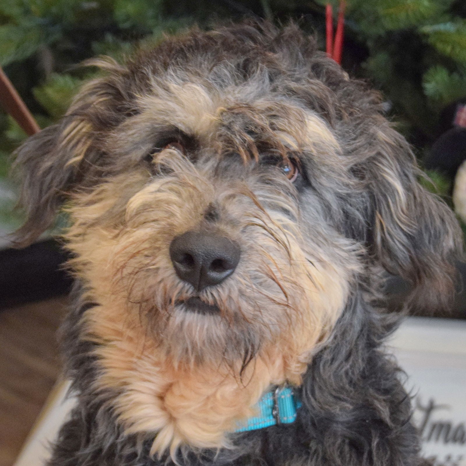 Benji, A Sheep Dog Mix is Coming Soon! Could You Be Their Forever Best ...