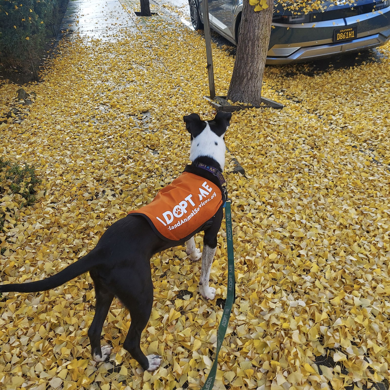 Owen, A Pittie Mix is Your Playful, Affectionate Companion Ready to ...