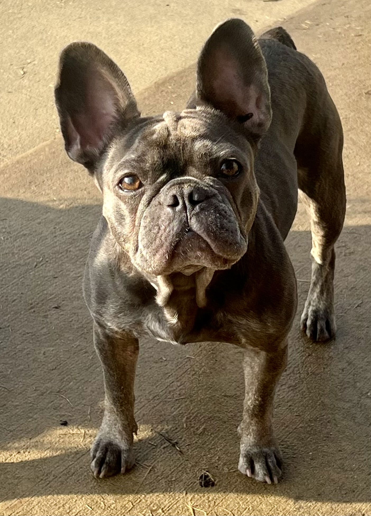 Stella, French Bull Dog Mix is A Laid-Back Little Lady Ready to Be ...