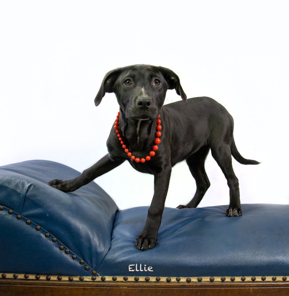 Ellie, A Labrador Mix is A Joyful Puppy Ready to Bring Happiness to ...