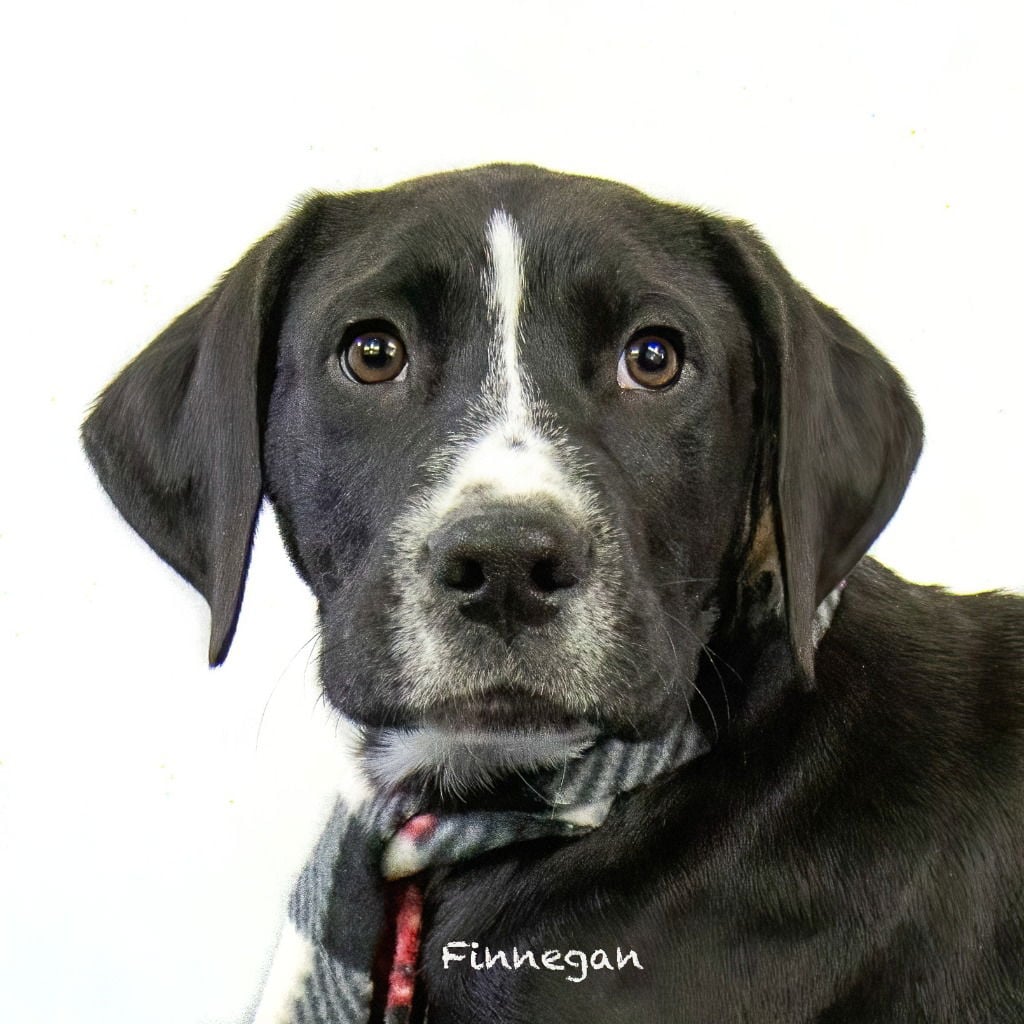 Finnegan, A Labrador Mix is A Playful Puppy Ready to Fill Your Home ...