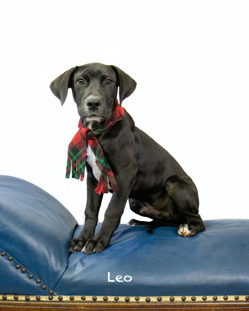 Leo, A Playful Labrador Mixed Puppy Ready to Fill Your Home with ...