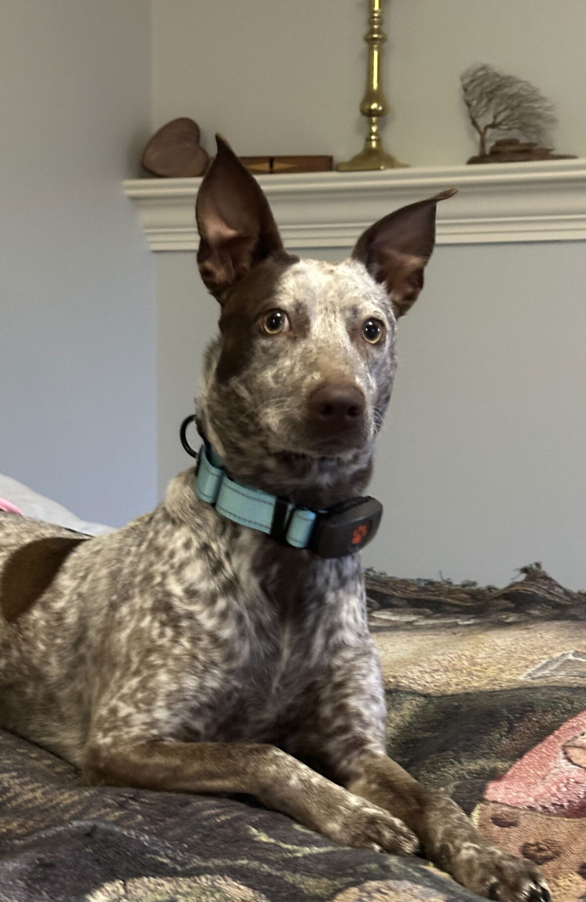 Nova – Australian Cattle Dog, Former Chain Dog, Ready for Adventure ...