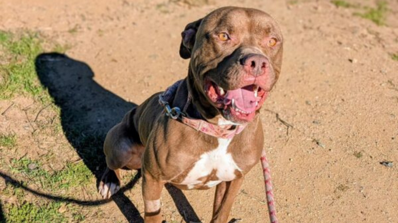 Biscoff Pit Bull — Sweet, Cuddly Stray Ready to Sweep You Off Your Feet ...